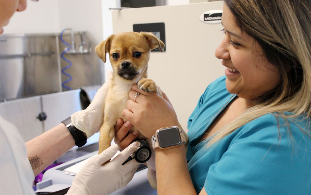 How to Adopt a Rescue Dog: Expert Tips for New Pet Owners - Yelp