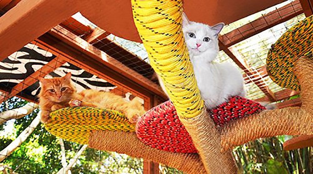 How to Build a Catio (Cat Patio) - Yelp