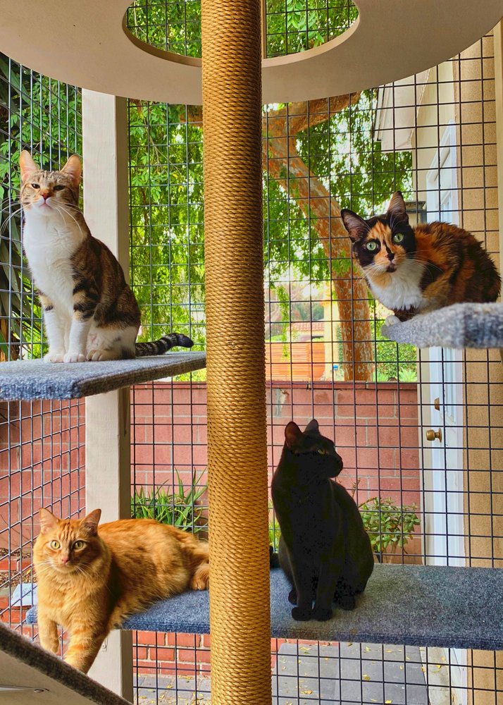 How to Build a Catio (Cat Patio) - Yelp